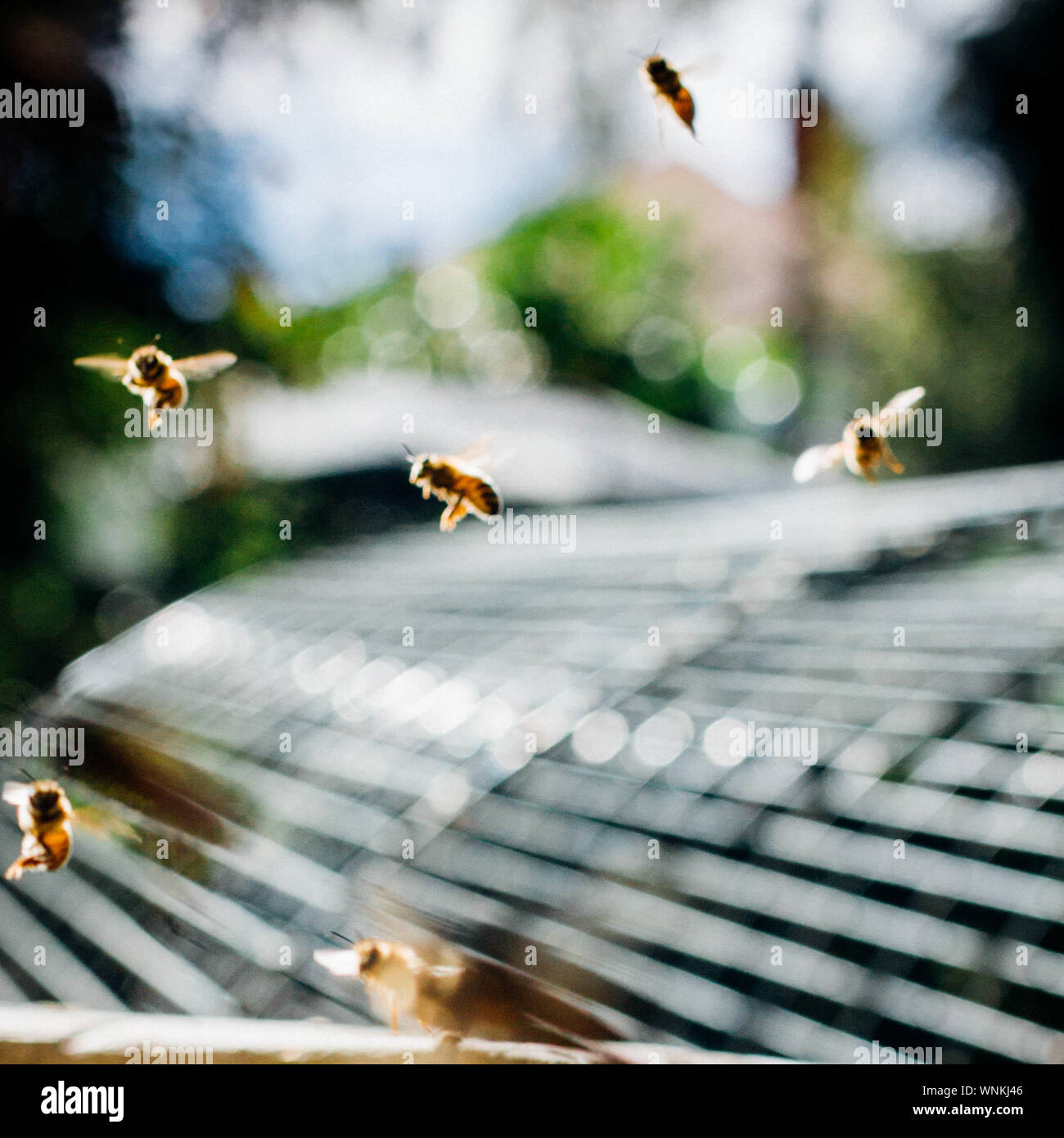 Bees in motion hi-res stock photography and images - Alamy
