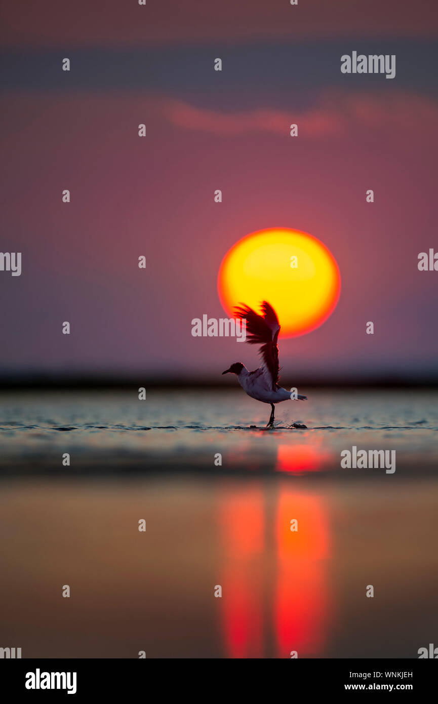 A Laughing Gull flaps its wings to dry off as the yellow and orange sun ...