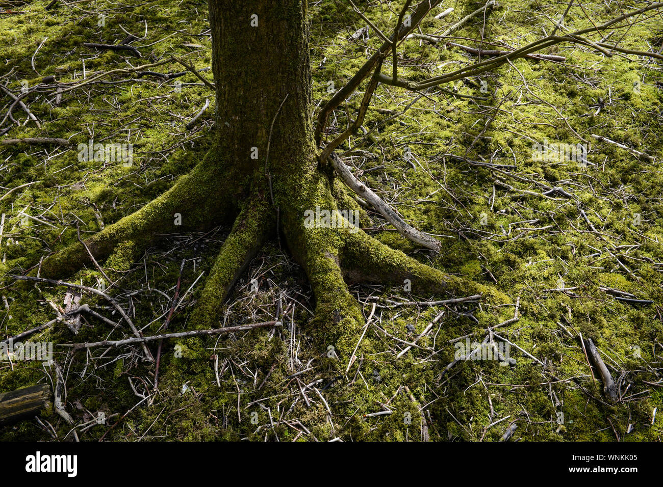 GERMANY, Sylt, forest, tree with moss / intakter Wald, Laubwald ...