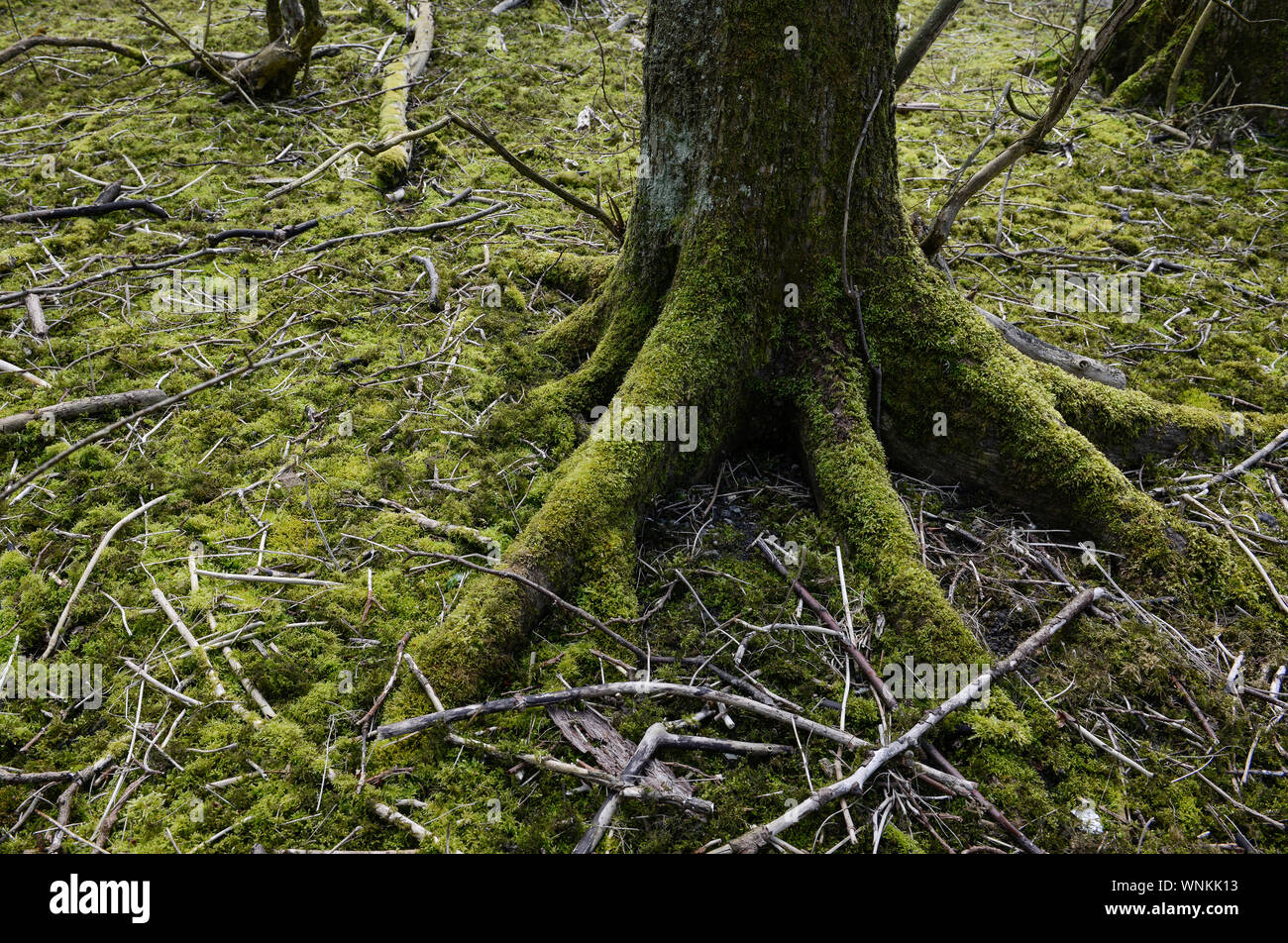 Baum mit moos hi-res stock photography and images - Alamy