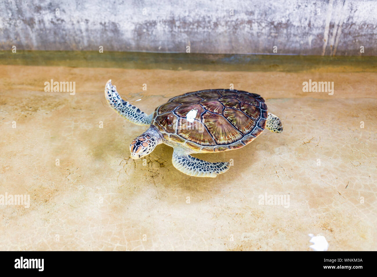 Sea turtle swims in the open pool. Turtle is brown color ...