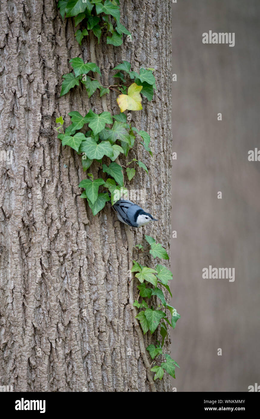 Vine clinging to tree hi-res stock photography and images - Alamy