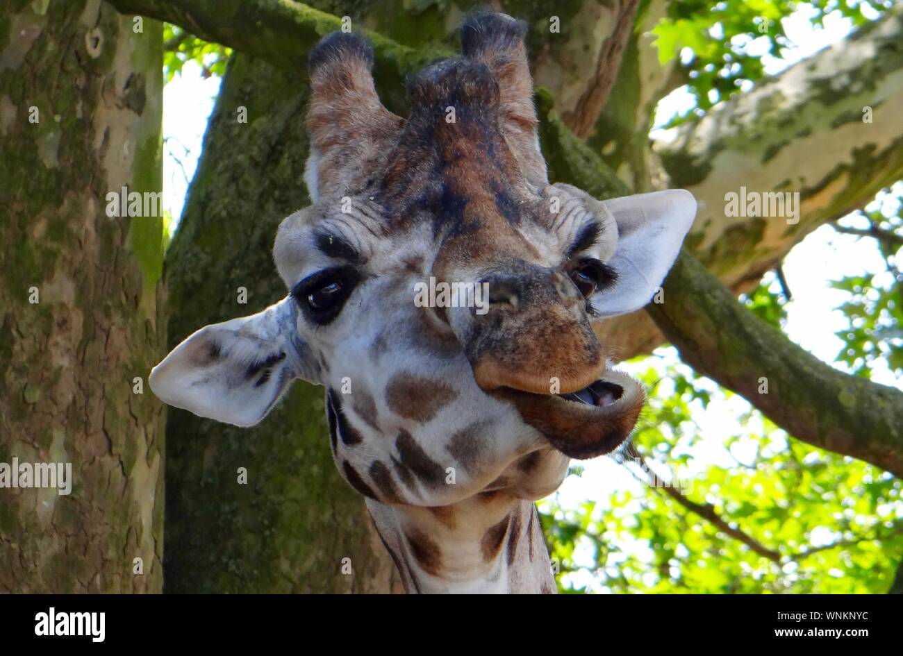 Giraffe Chewing High Resolution Stock Photography and Images - Alamy