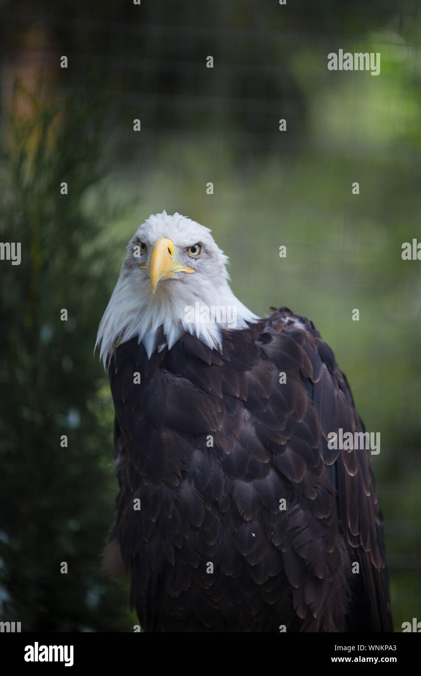 Eagle Camera High Resolution Stock Photography and Images - Alamy