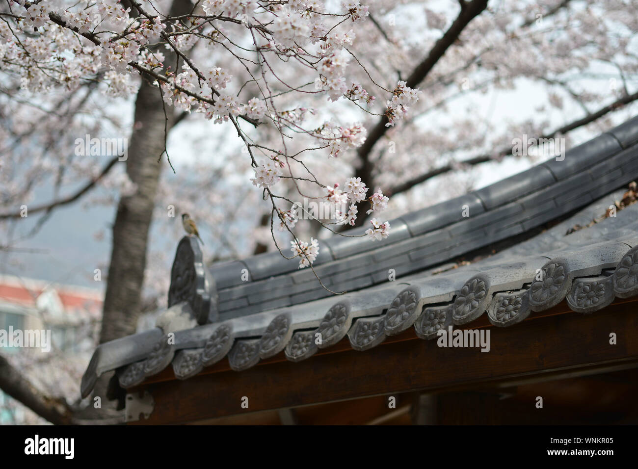 Trunk on roof hi-res stock photography and images - Alamy