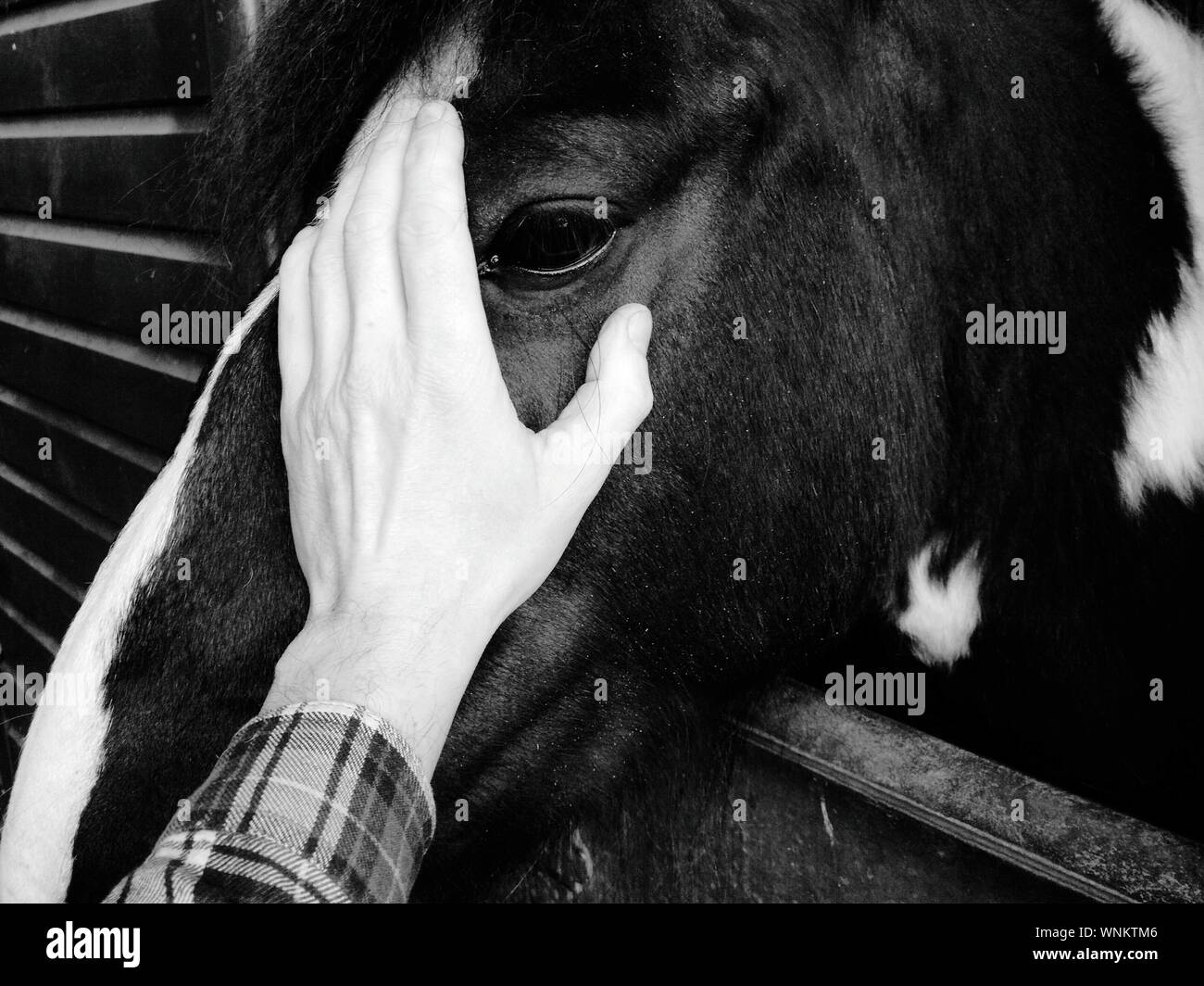 Hand Horse High Resolution Stock Photography and Images - Alamy