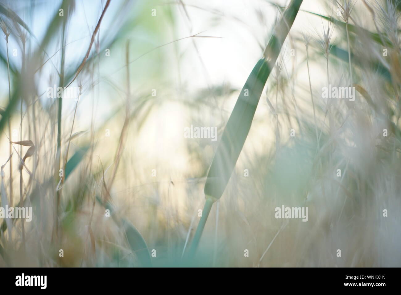 Reeds growing on beach hi-res stock photography and images - Alamy