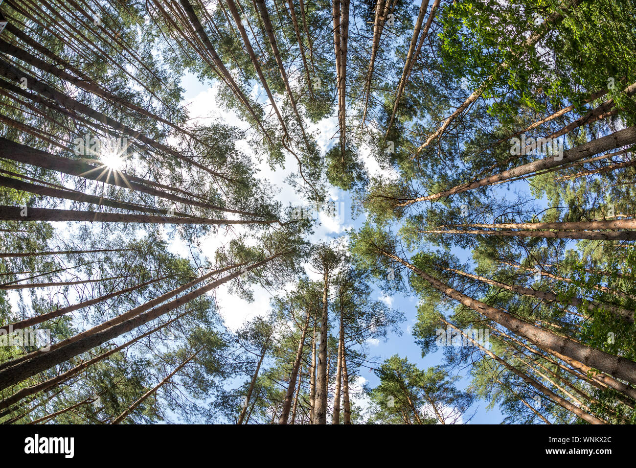 Giant redwood silhouette hi-res stock photography and images - Alamy