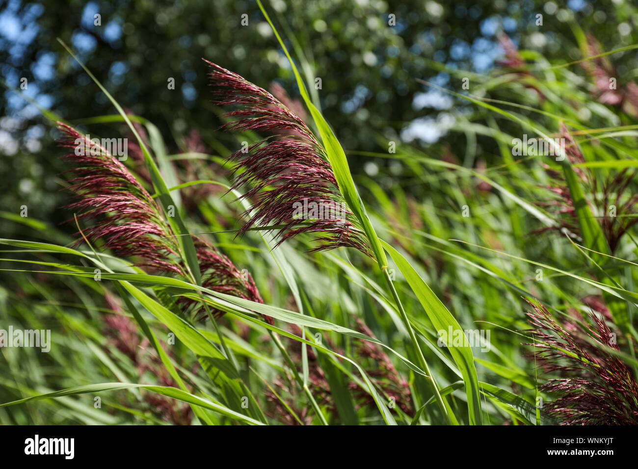 Wind blowing in the reed Stock Photo - Alamy