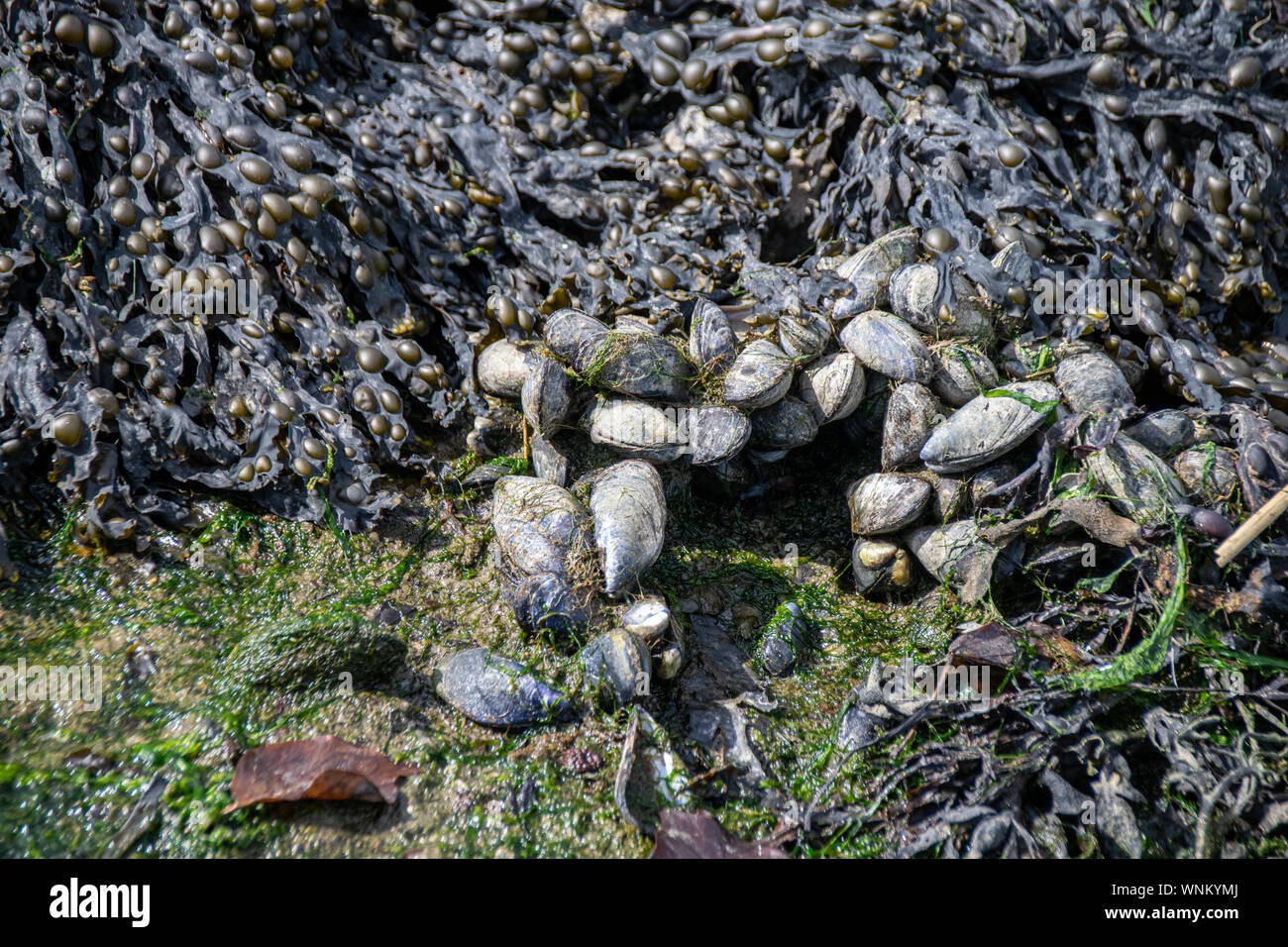 Coastal mussels and seaweed growing around discarded rope Stock Photo ...