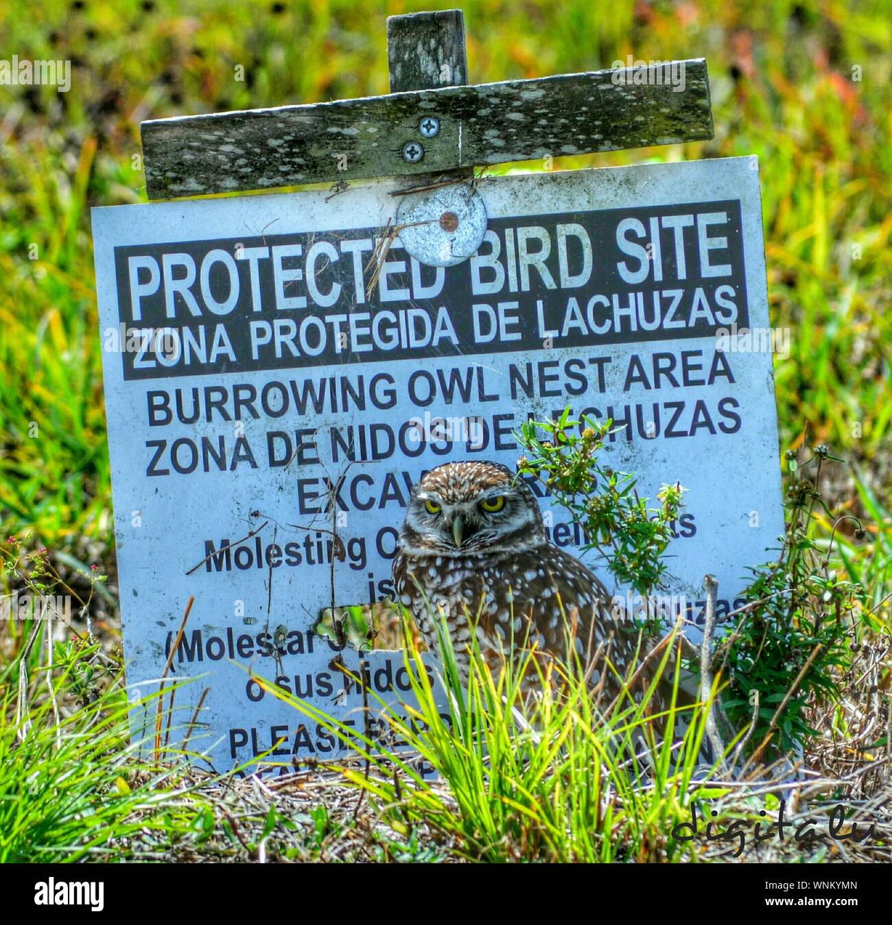 Sign with owl hi-res stock photography and images - Alamy