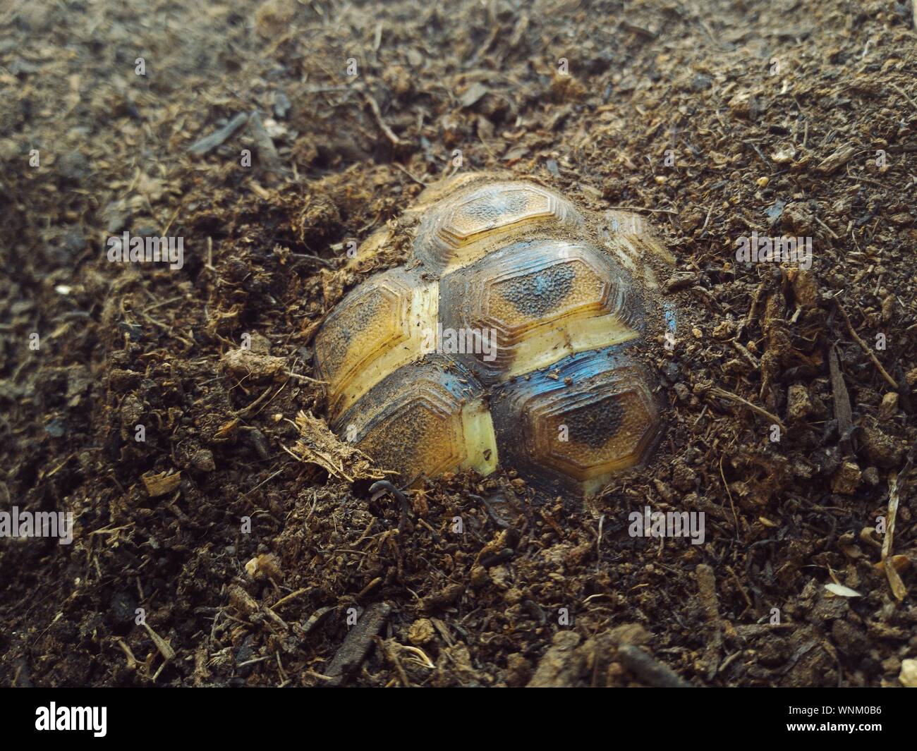 Turtle hiding hi-res stock photography and images - Alamy