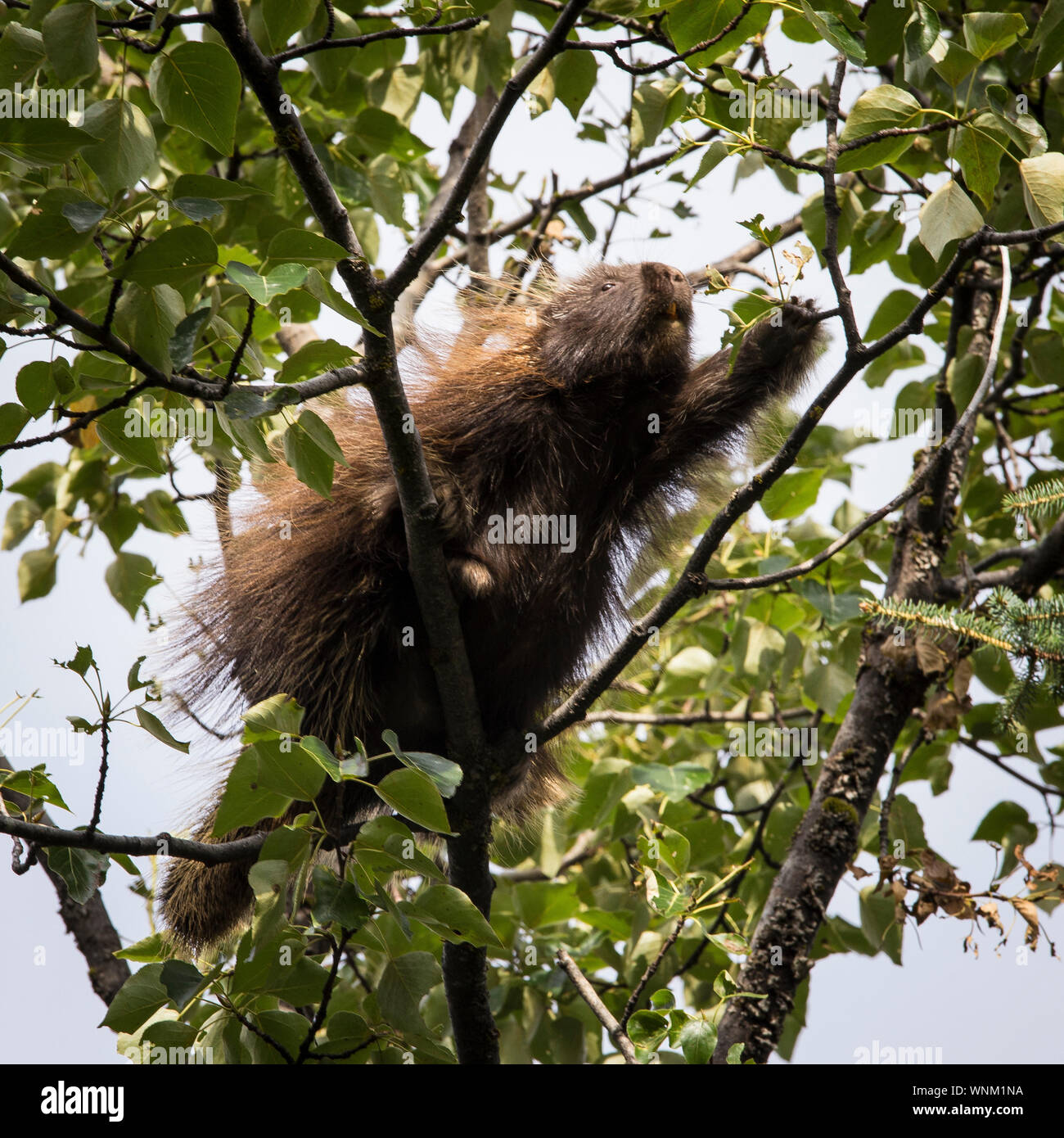 Porcupine tree animal nature High Resolution Stock Photography and ...