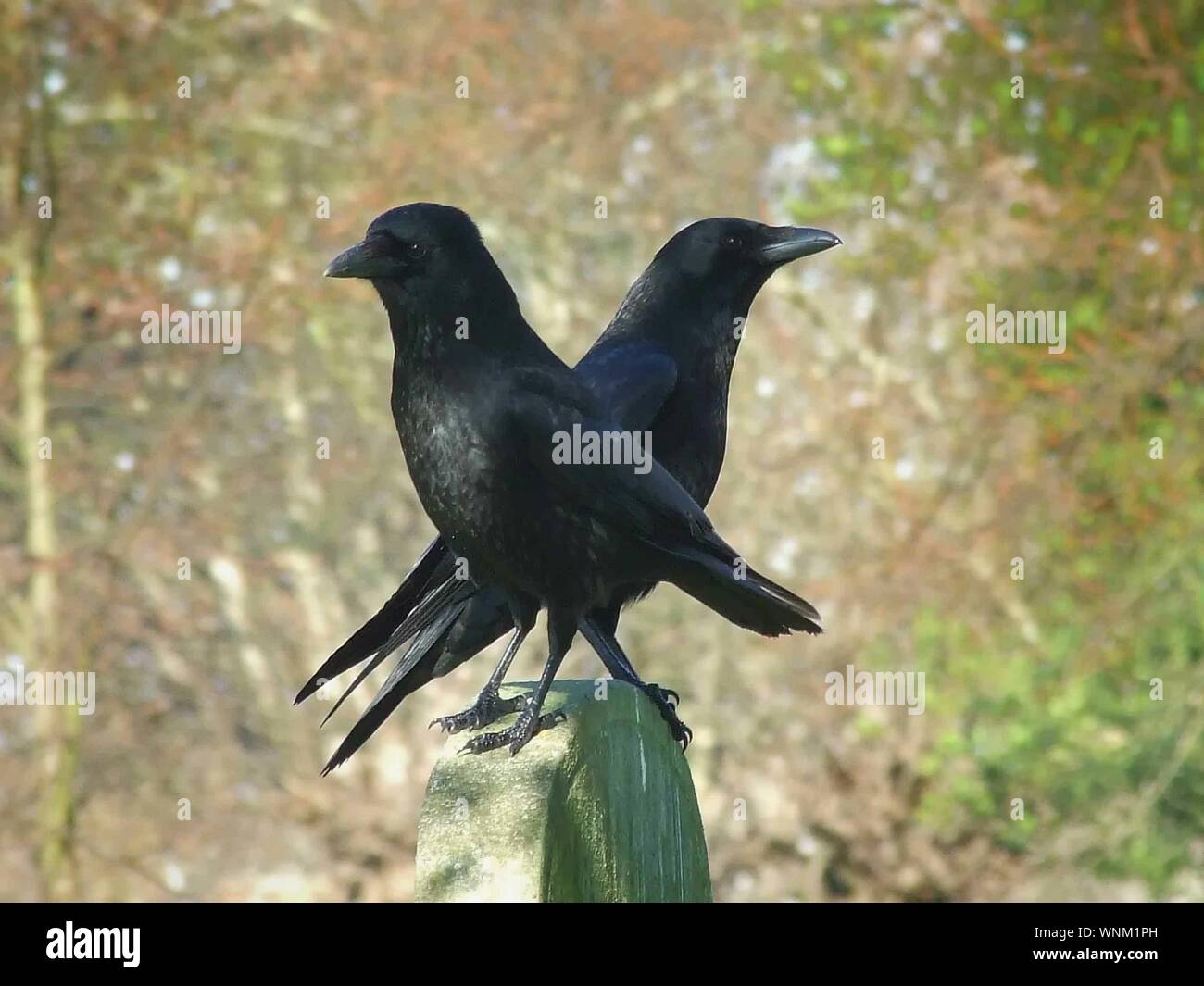 Crows on tombstone hi-res stock photography and images - Alamy