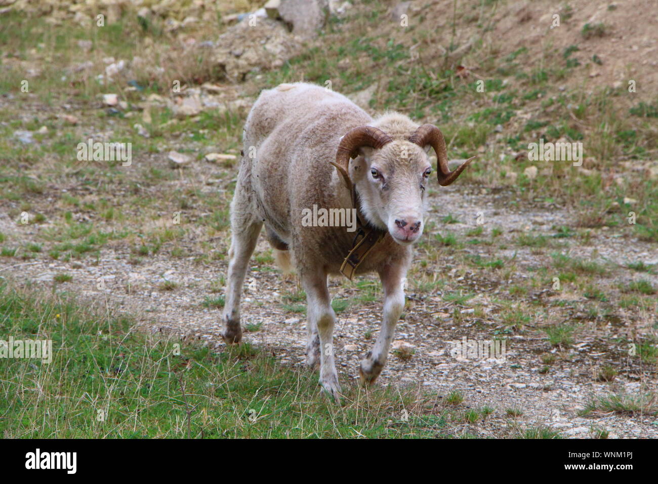 Ram and ewe hi-res stock photography and images - Alamy