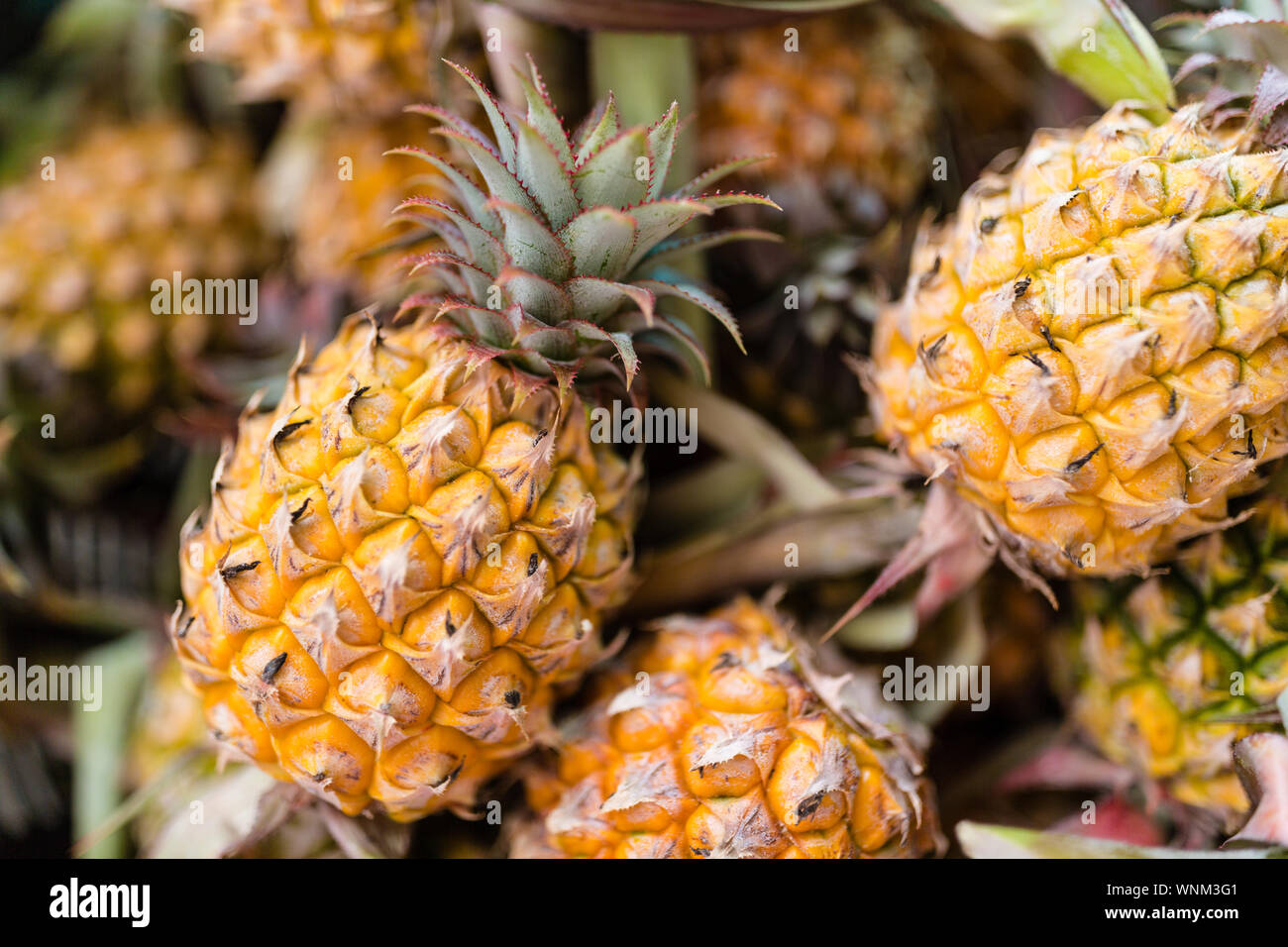 Fresh pineapple fruits. Tropical fruits concept. Healthy and vitamin ...