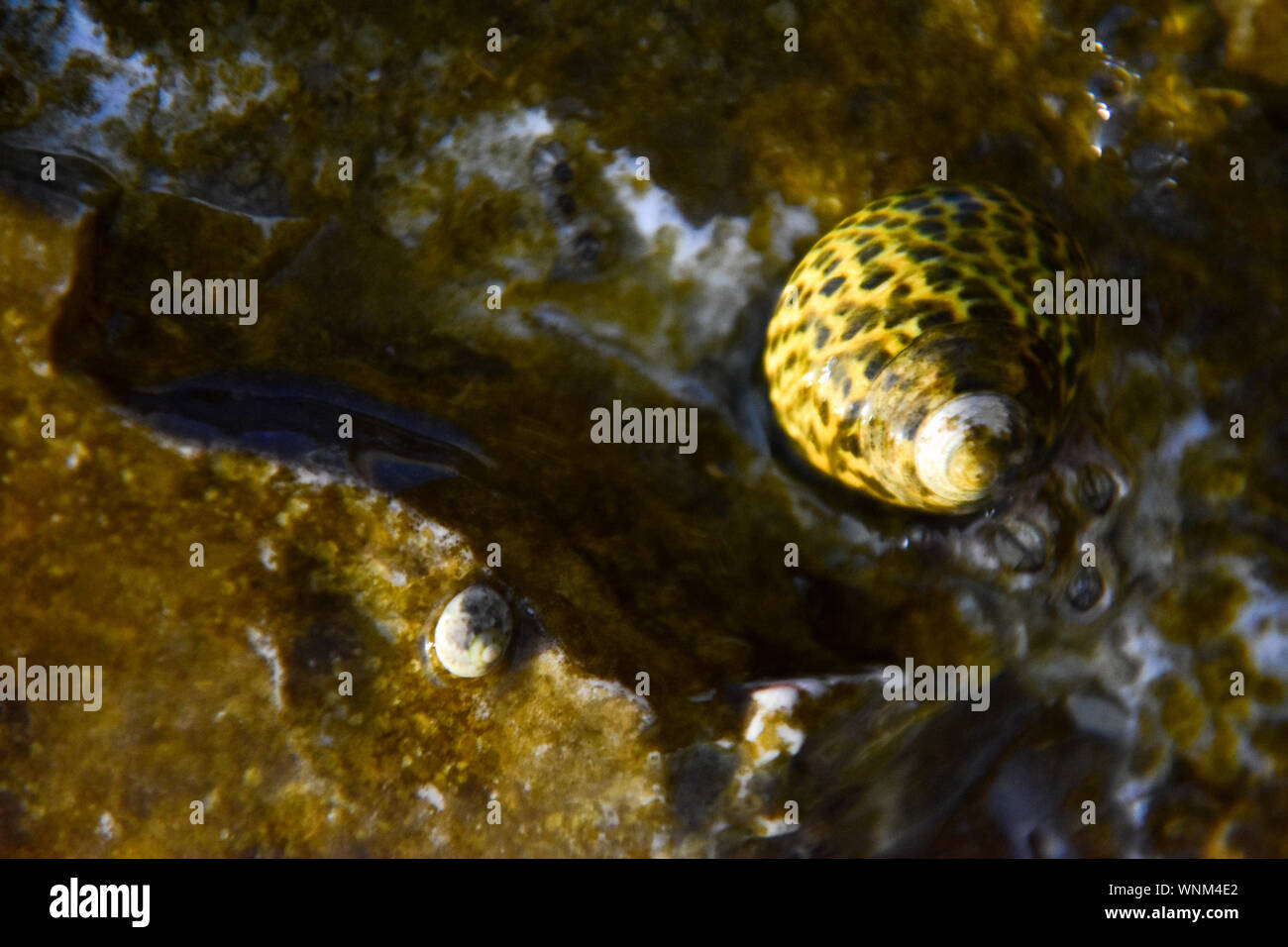Sea Snails on the rock sea side Stock Photo - Alamy