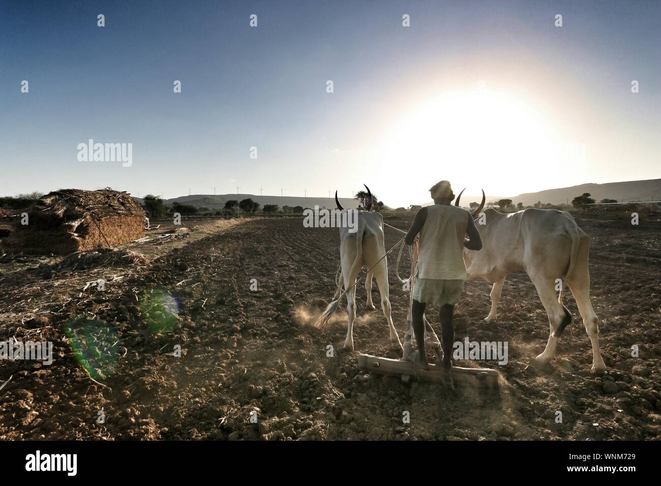 Working Bulls High Resolution Stock Photography and Images - Alamy