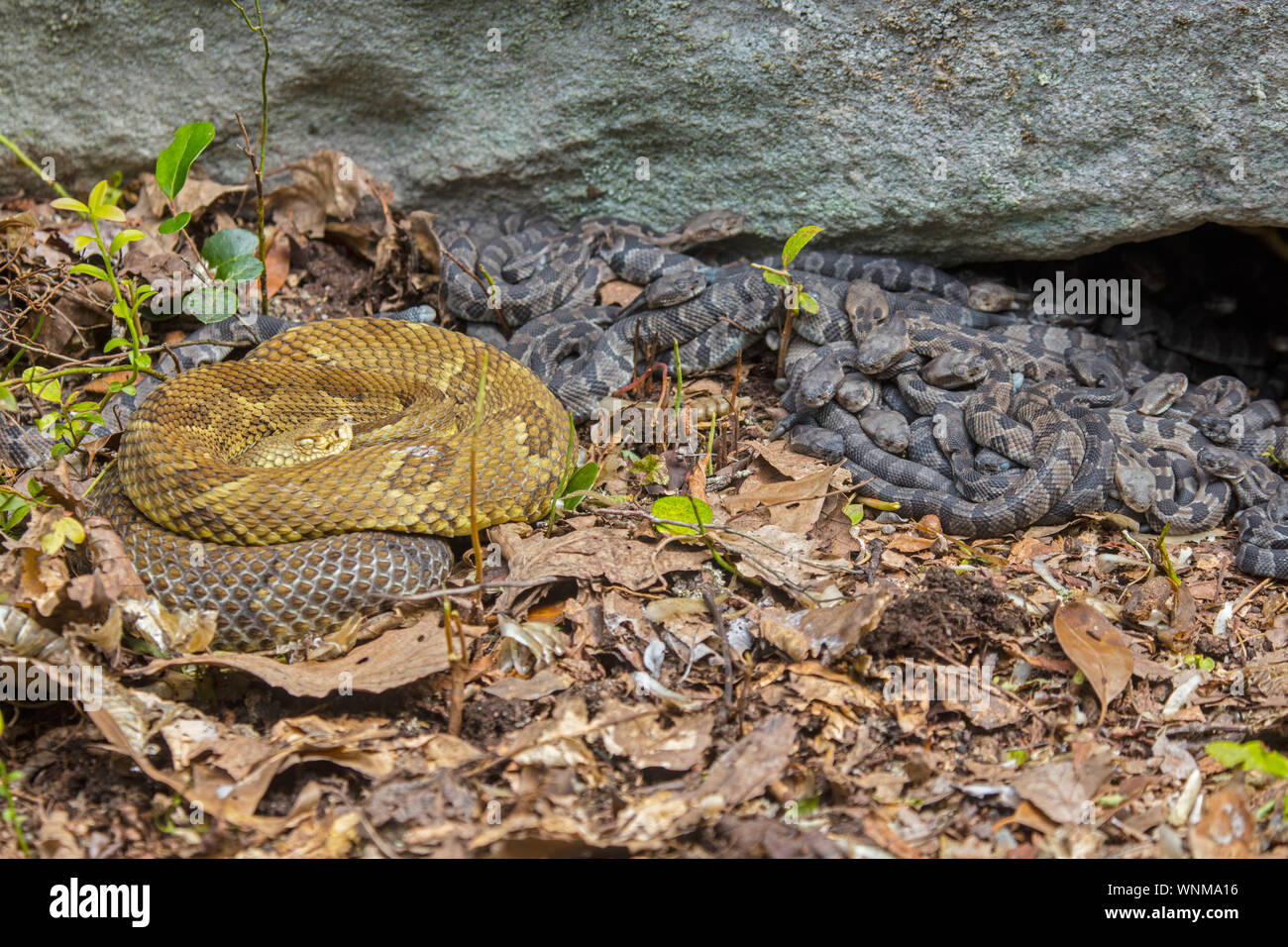 Newborn timber rattlesnake hi-res stock photography and images - Alamy