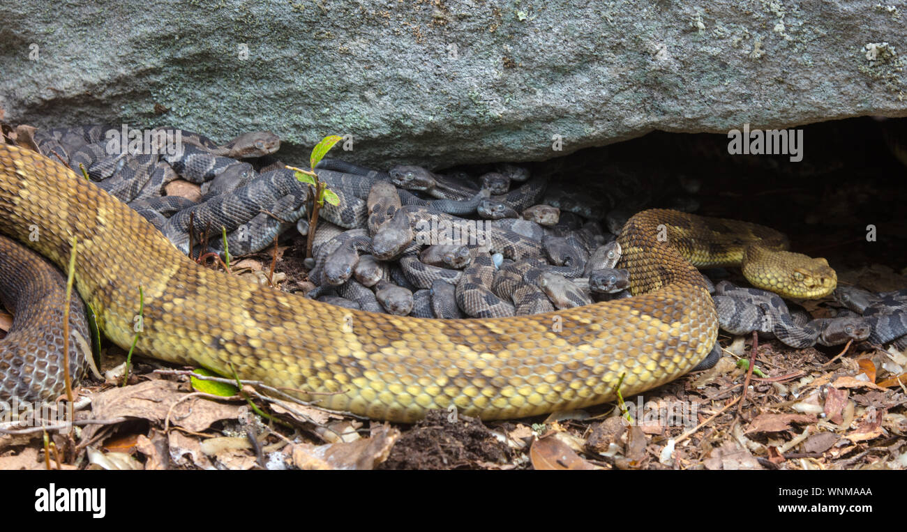 timber rattlesnakes, (Crotalus horridus), adult females and newborn ...