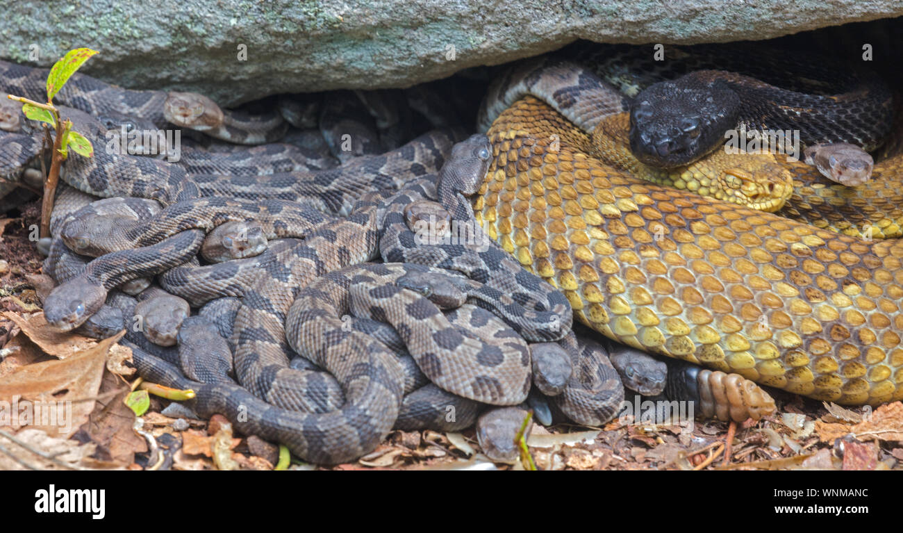 timber rattlesnakes, (Crotalus horridus), adult females and newborn ...