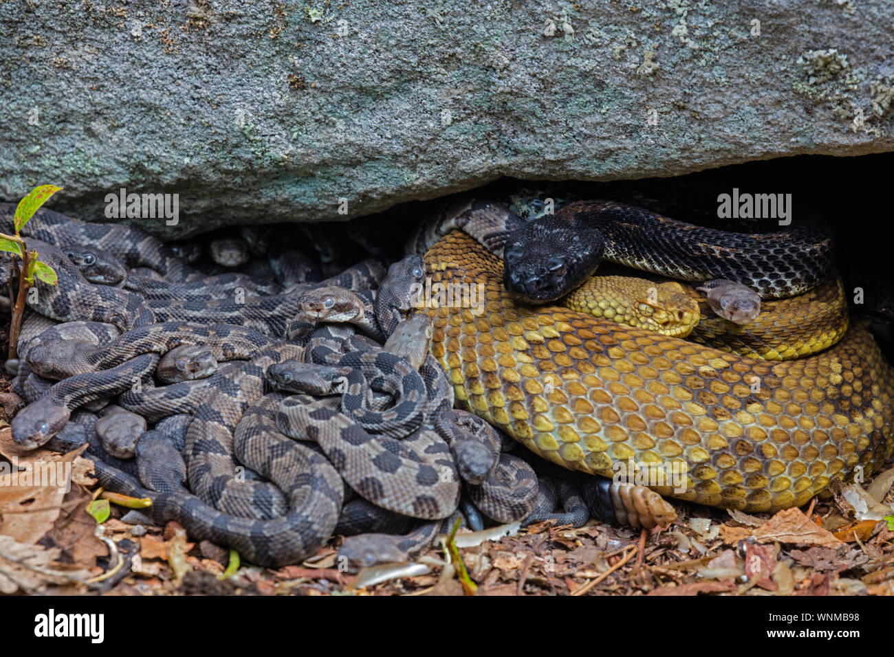 Newborn timber rattlesnake hi-res stock photography and images - Alamy