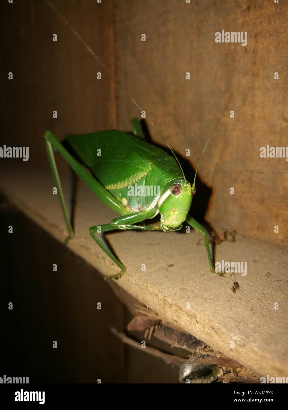 Grasshopper night hi-res stock photography and images - Alamy