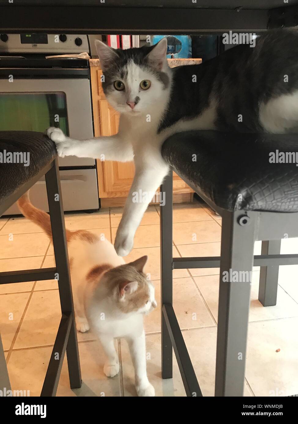 Chair cats hi-res stock photography and images - Alamy
