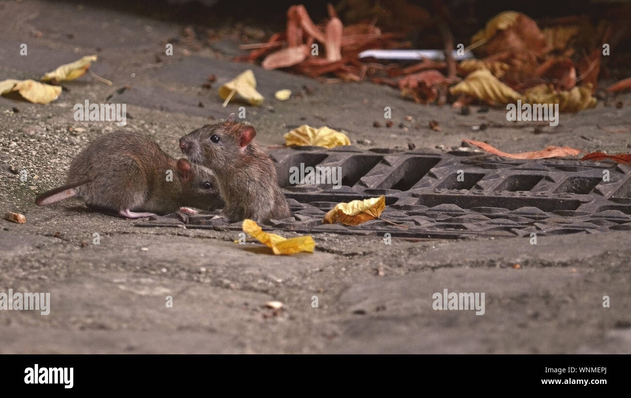 Two rats hi-res stock photography and images - Alamy
