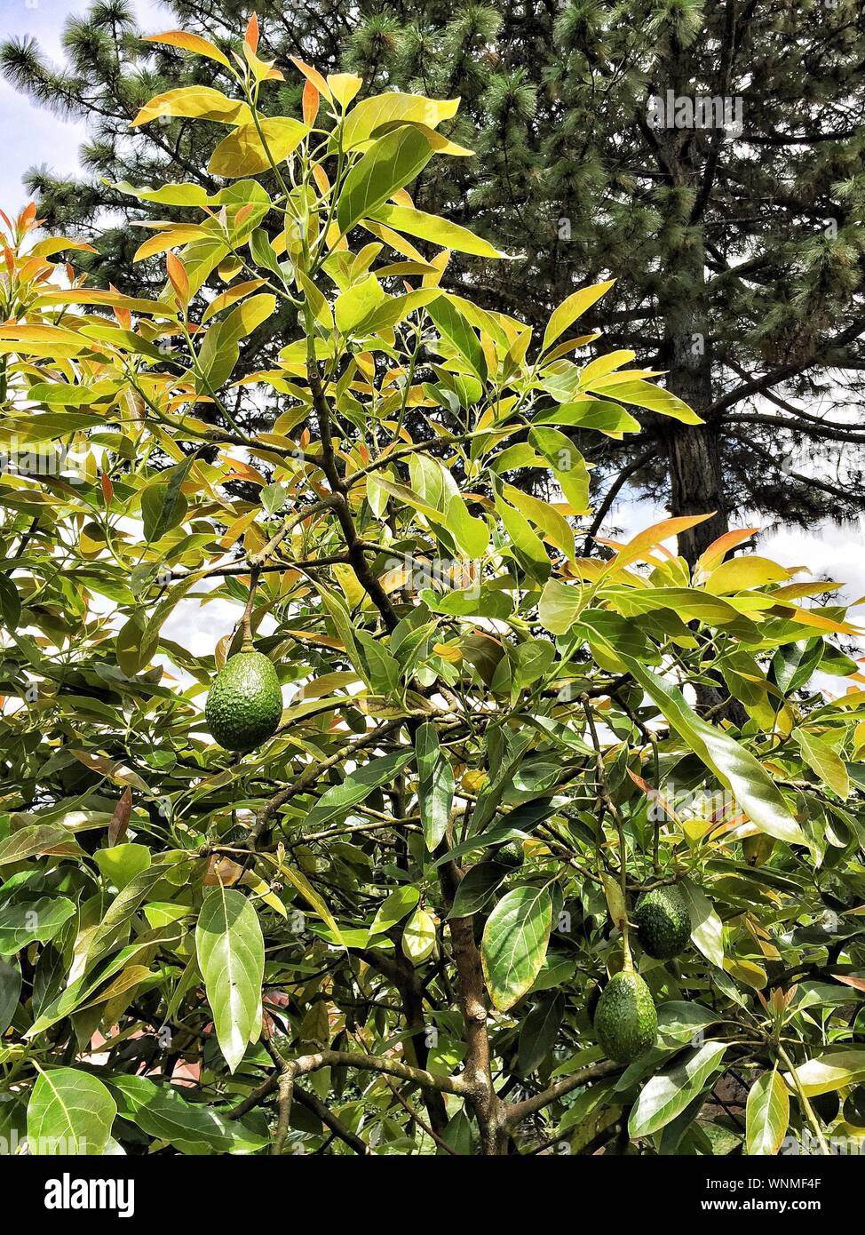 Avocado Tree High Resolution Stock Photography and Images - Alamy