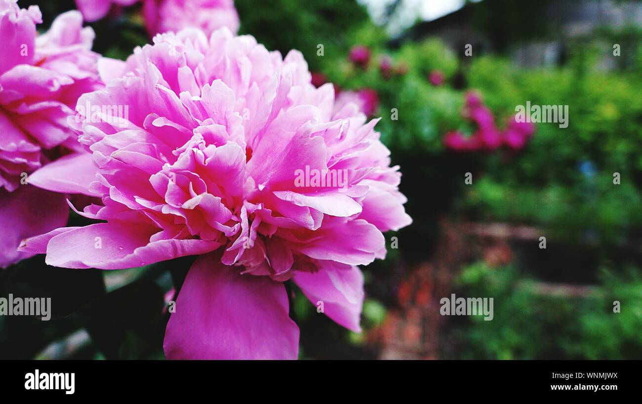 Close up peonies hi-res stock photography and images - Alamy