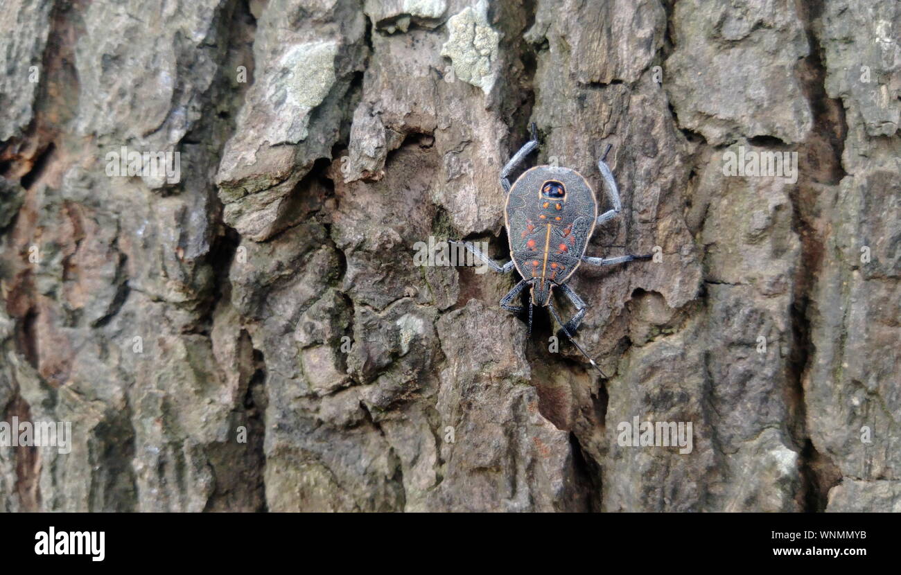 Spider of taiwan hi-res stock photography and images - Alamy
