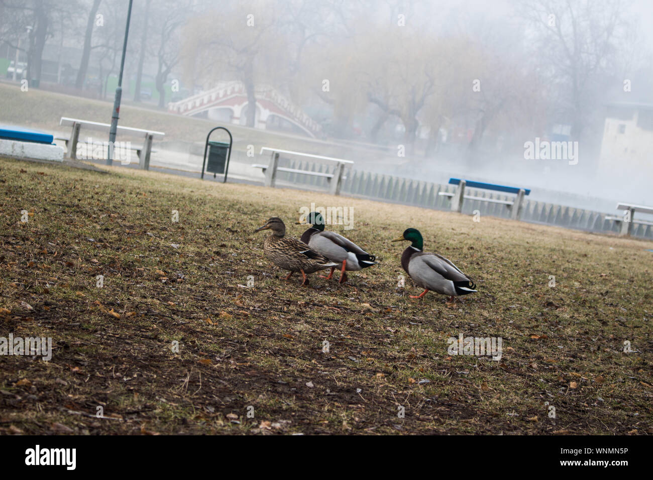 Weather for ducks hi-res stock photography and images - Alamy