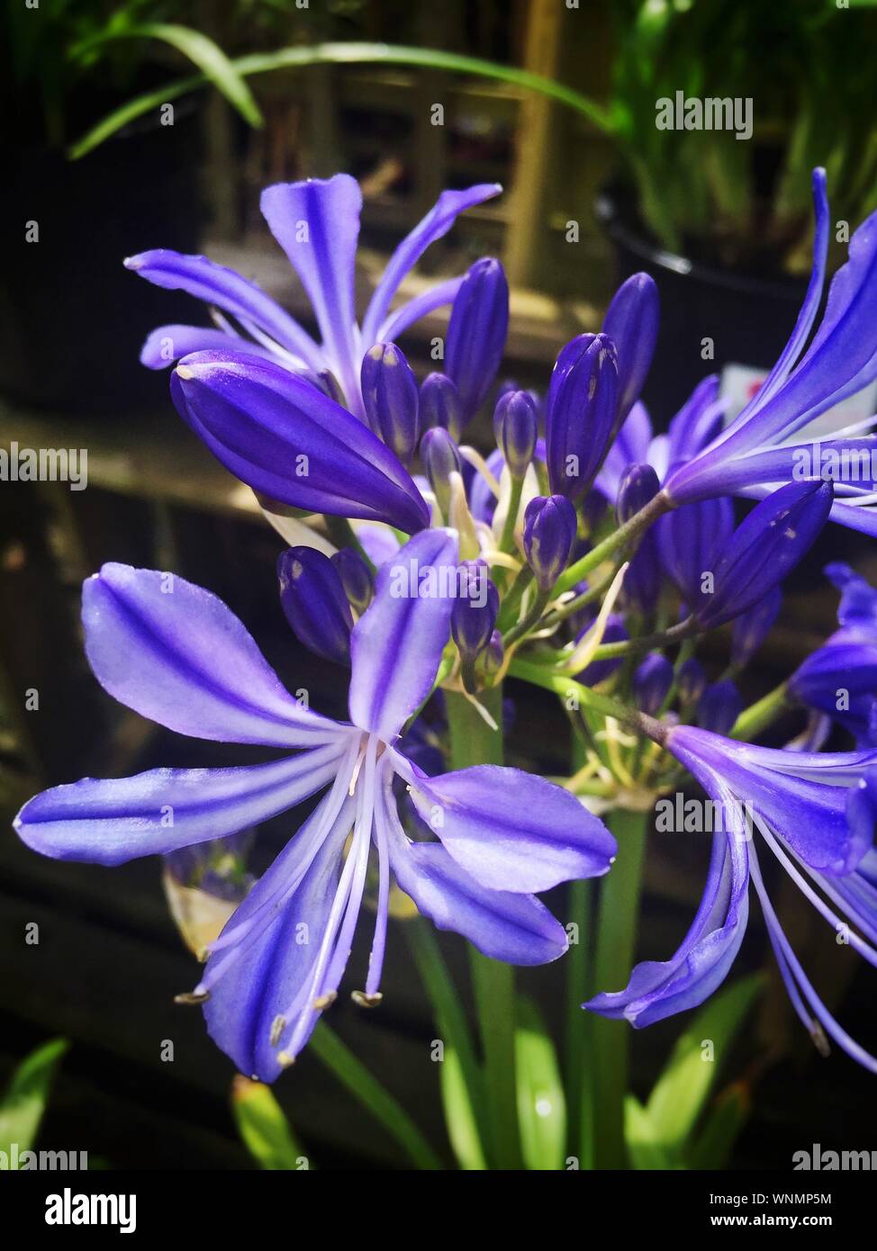 African lily flowers hi-res stock photography and images - Alamy