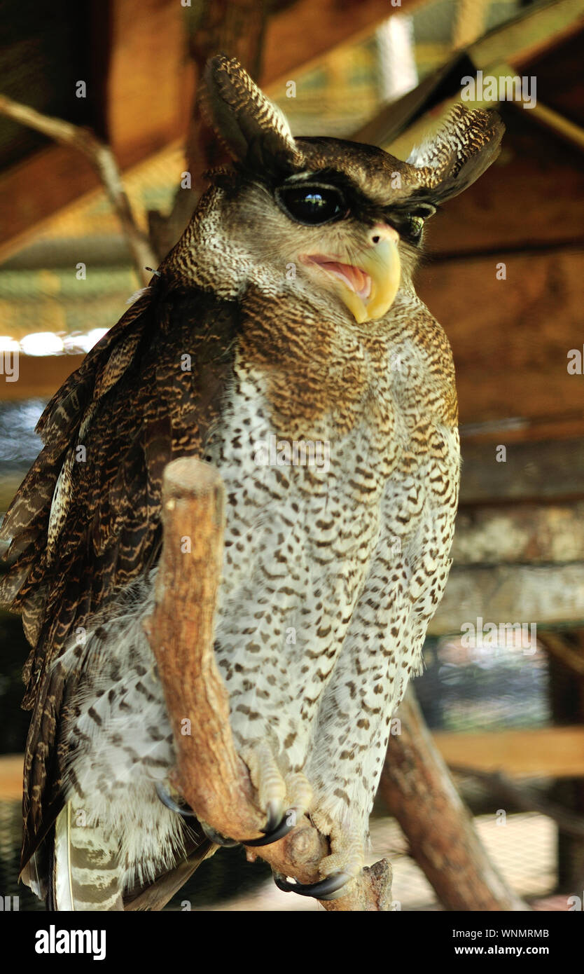 Barred eagle hi-res stock photography and images - Alamy