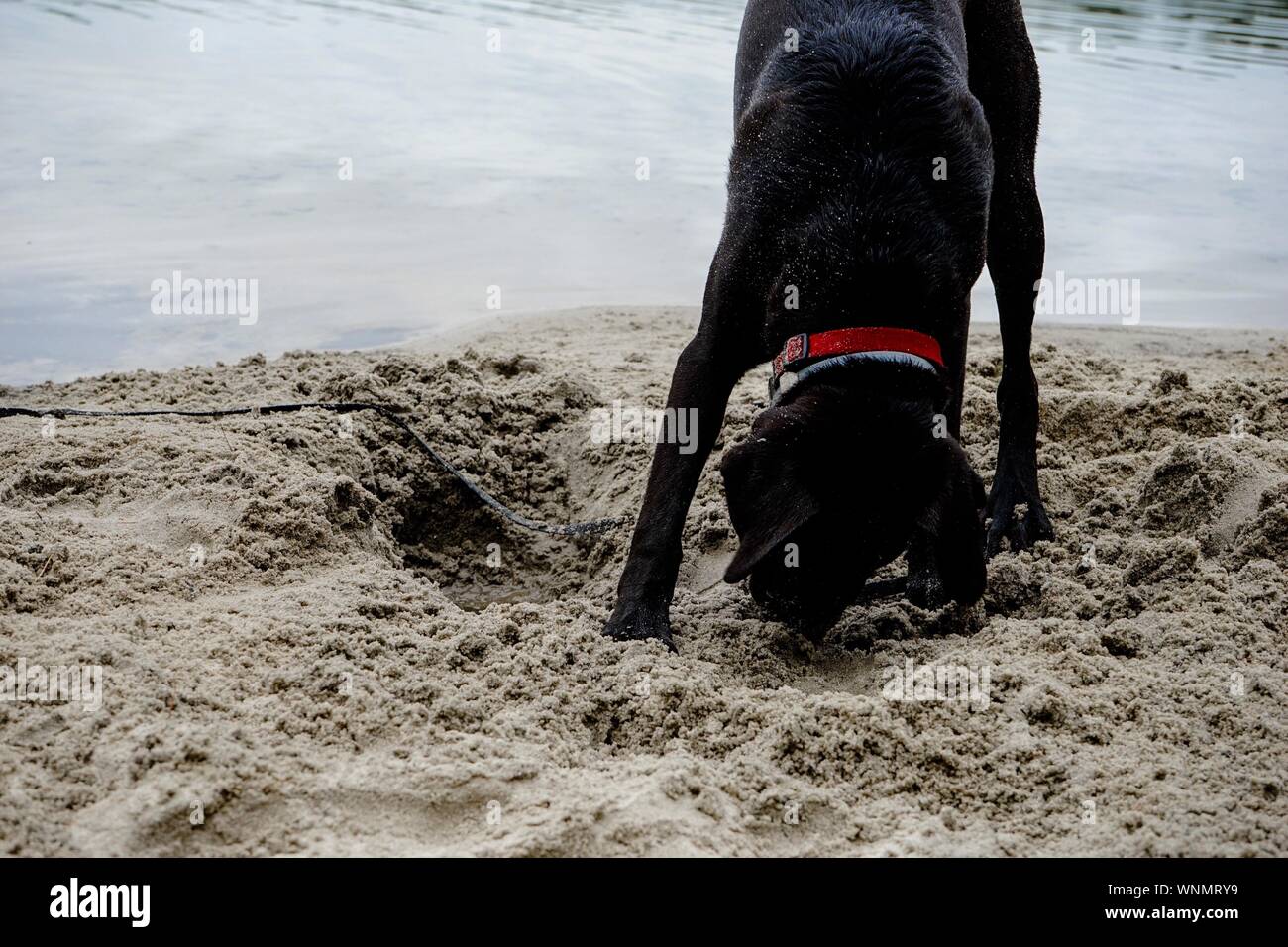 Digging up sand hi-res stock photography and images - Alamy