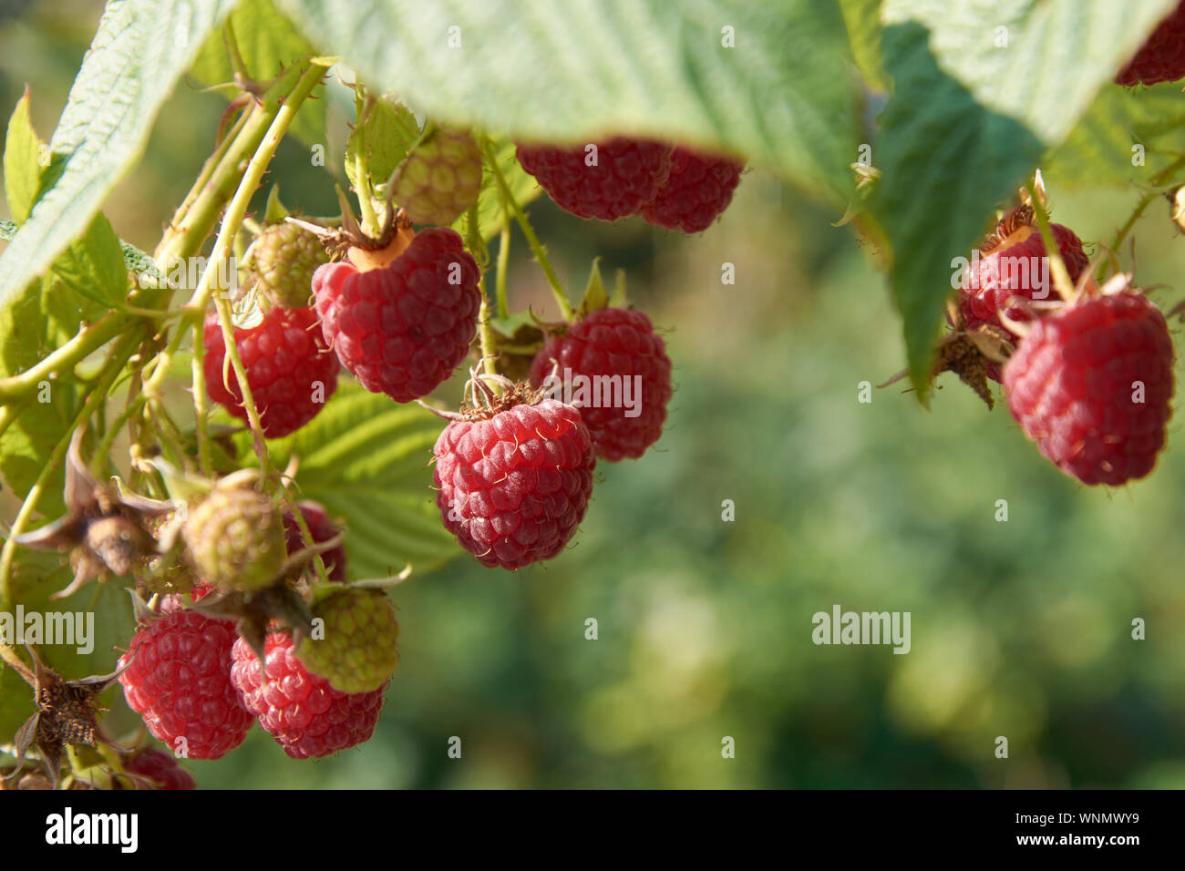 Raspberry cane autumn hi-res stock photography and images - Alamy