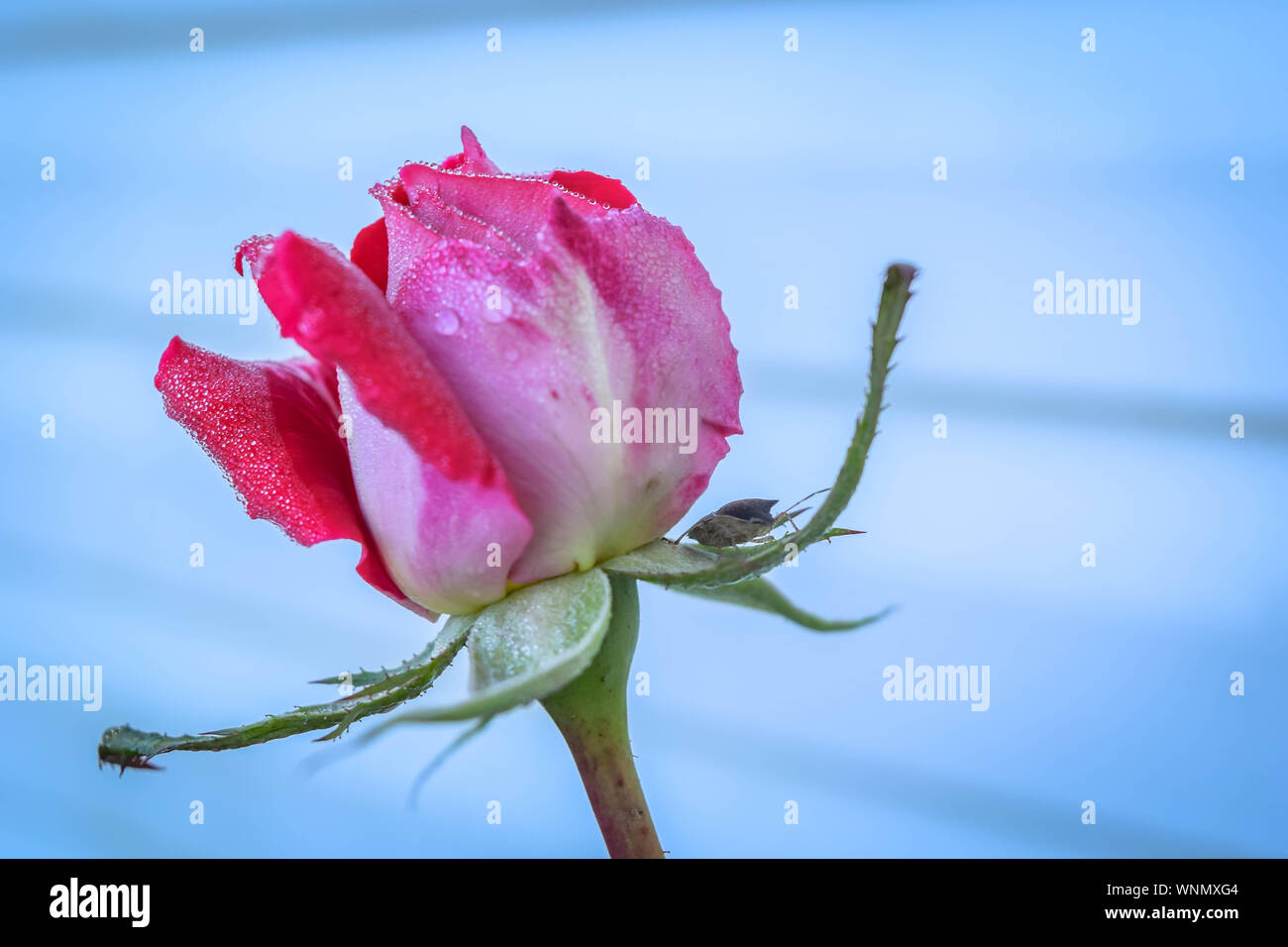 Rose bud drop hi-res stock photography and images - Alamy