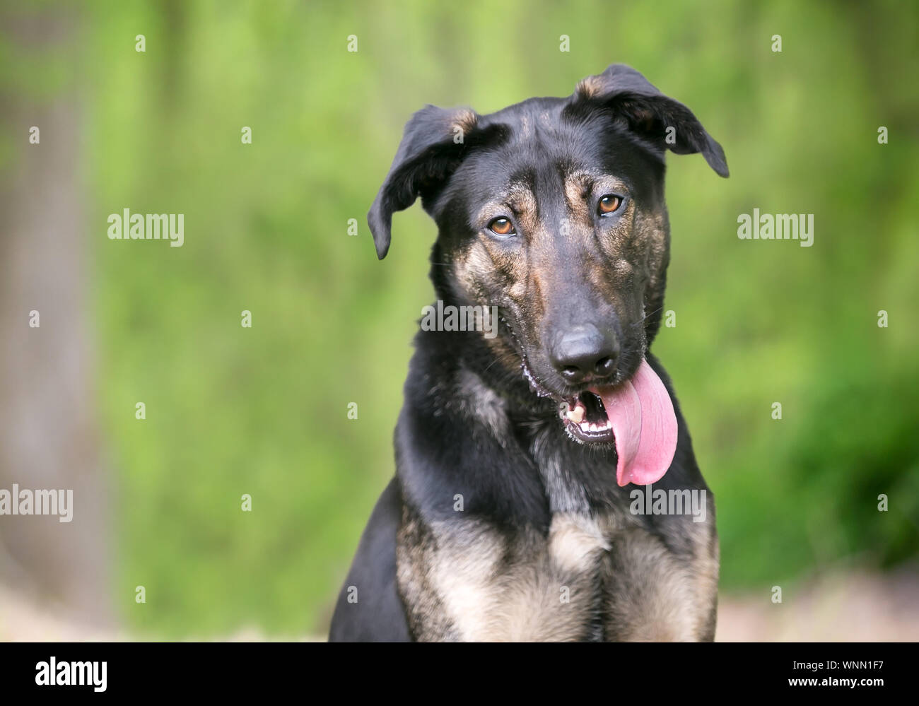 What Breed Is Goofy The Dog