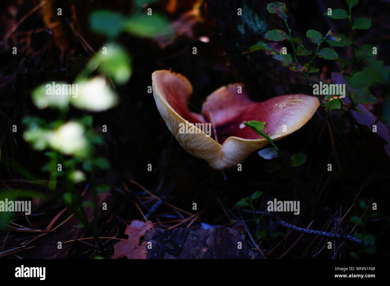 Healthy undergrowth hi-res stock photography and images - Alamy