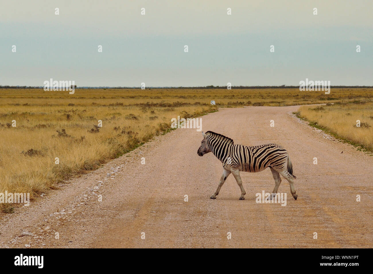 Side road zebra hi-res stock photography and images - Alamy