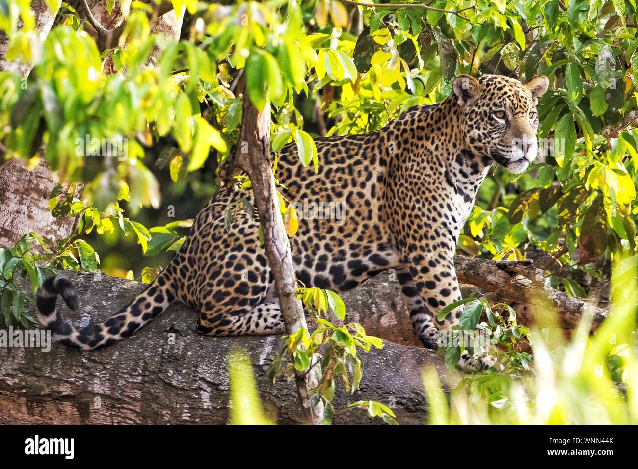Jaguar on tree hi-res stock photography and images - Alamy
