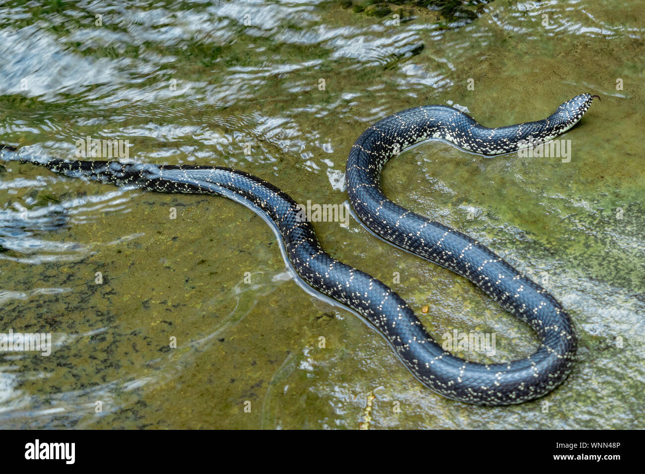 Water snake swimming hi-res stock photography and images - Alamy