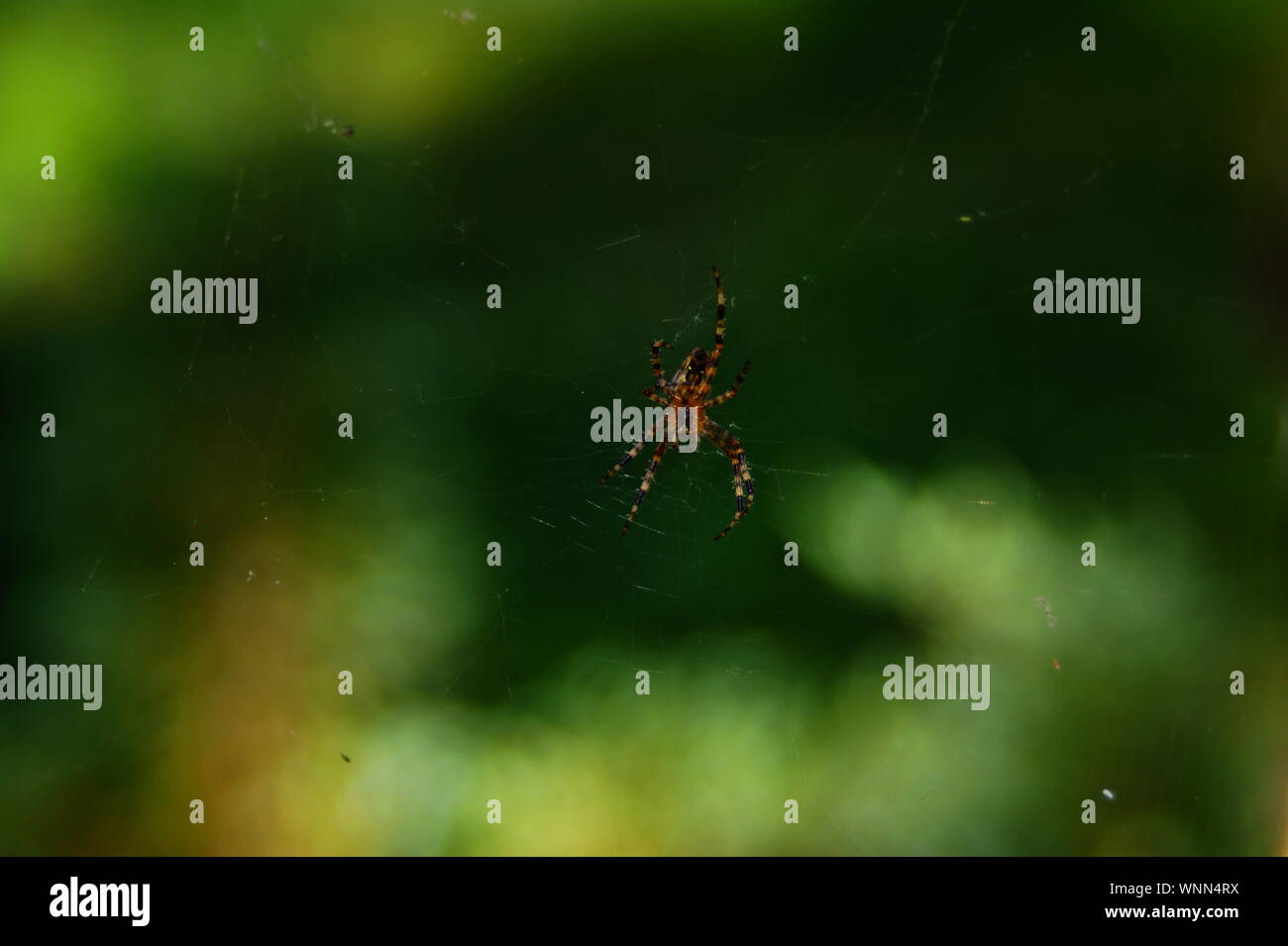 the spider is hunting, spider's web Stock Photo - Alamy