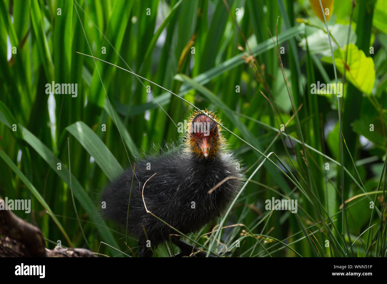 Coot close up head hi-res stock photography and images - Alamy