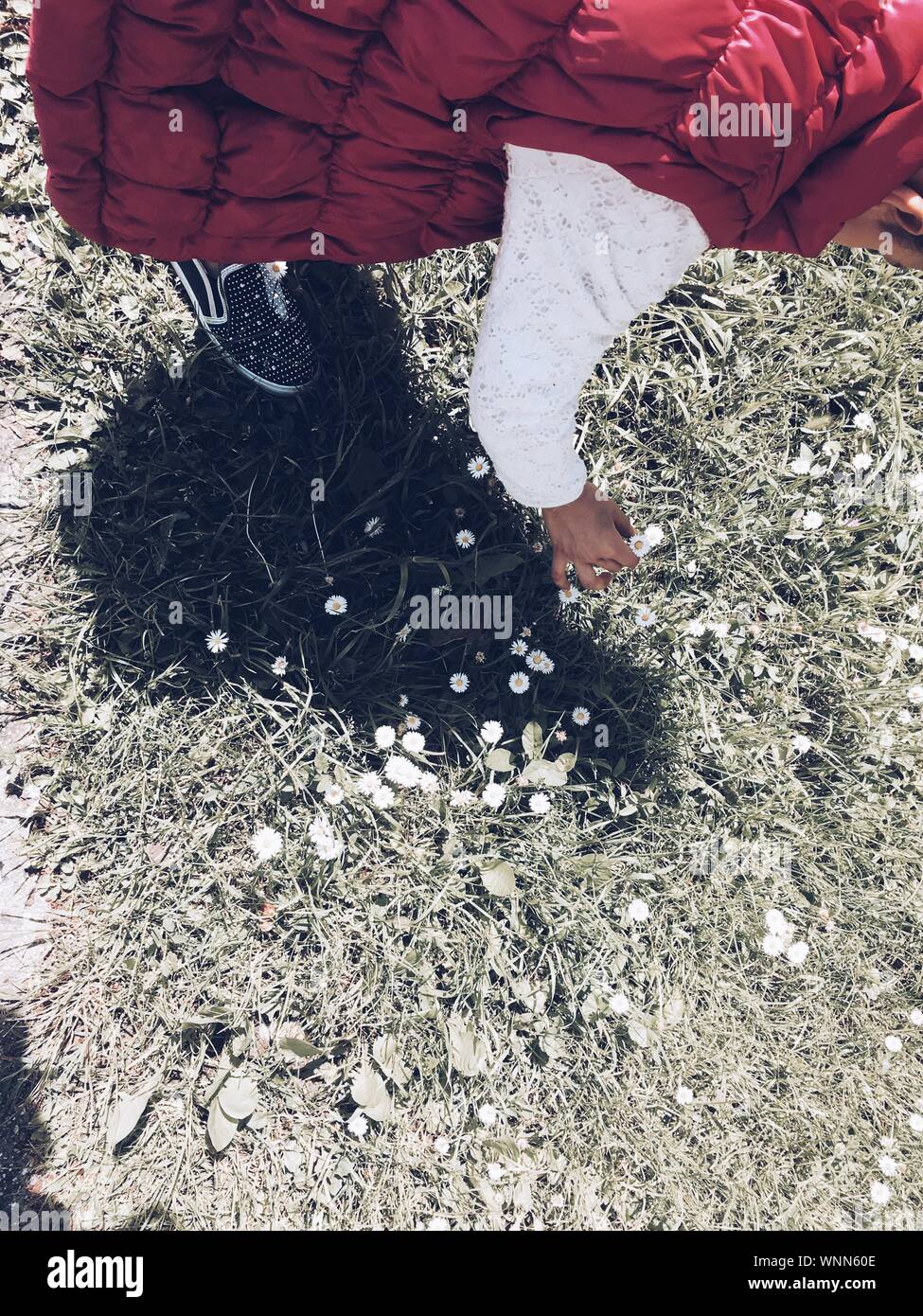 Daisy Plucking Petal High Resolution Stock Photography and Images - Alamy