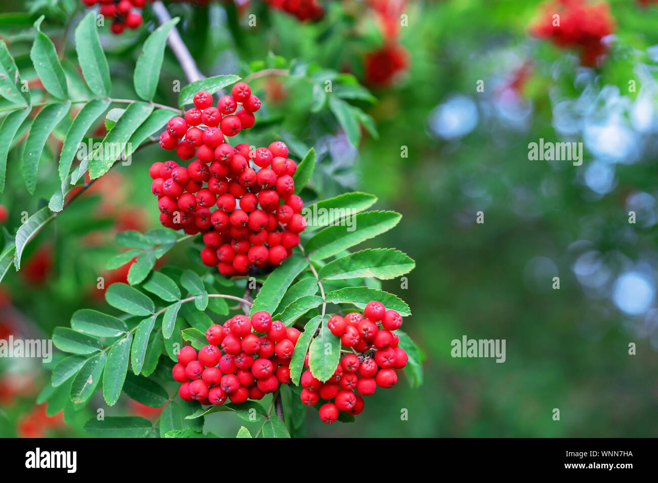 Ordinary rowan hi-res stock photography and images - Alamy