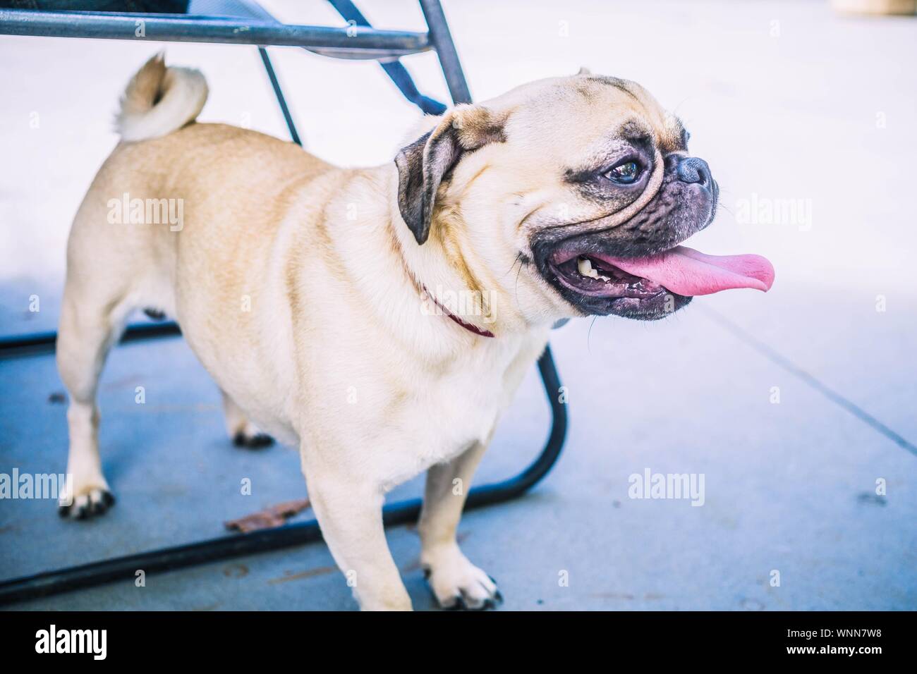 Pug tongue hi-res stock photography and images - Alamy