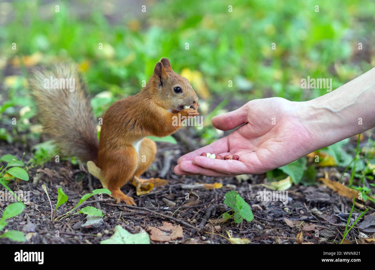 Squirrel eating nuts from human hand. Squirrel and human Stock Photo ...