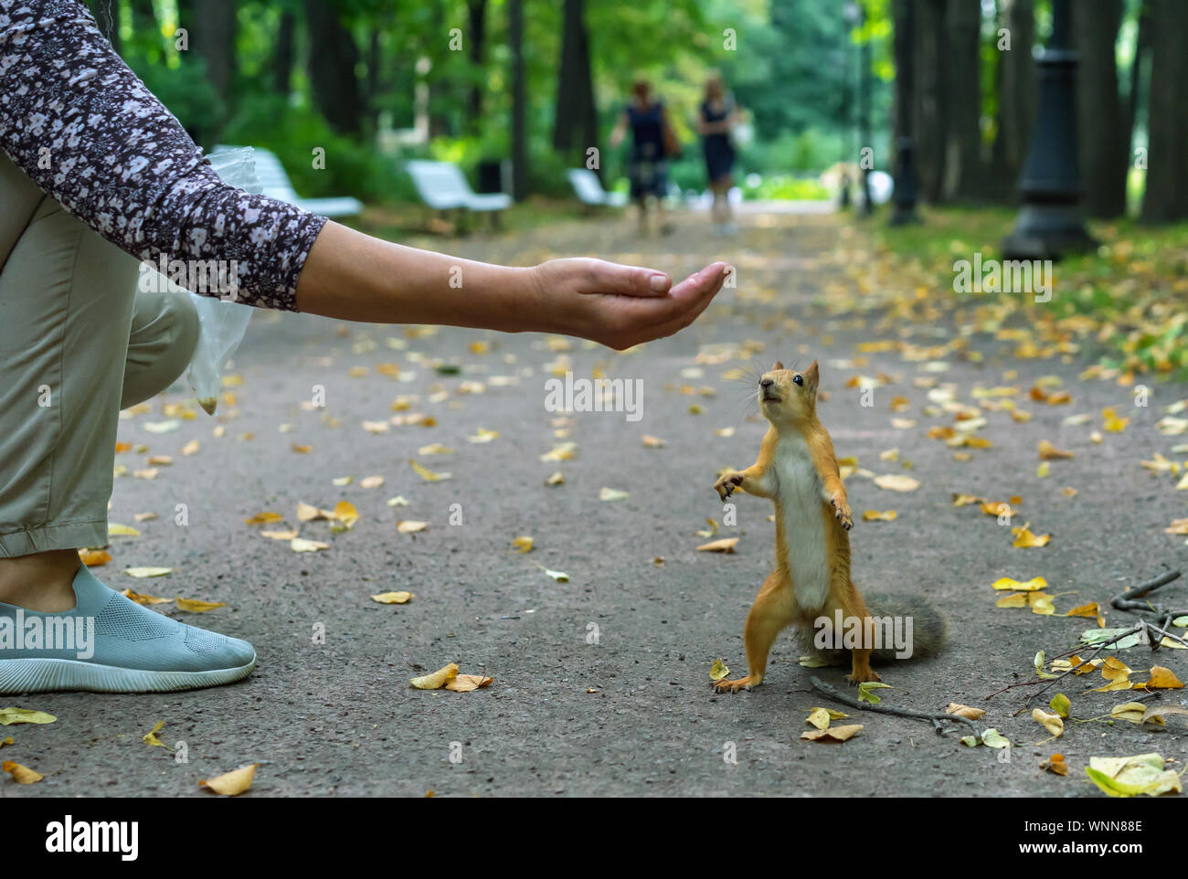 Squirrel eating nuts from human hand. Squirrel and human Stock Photo ...